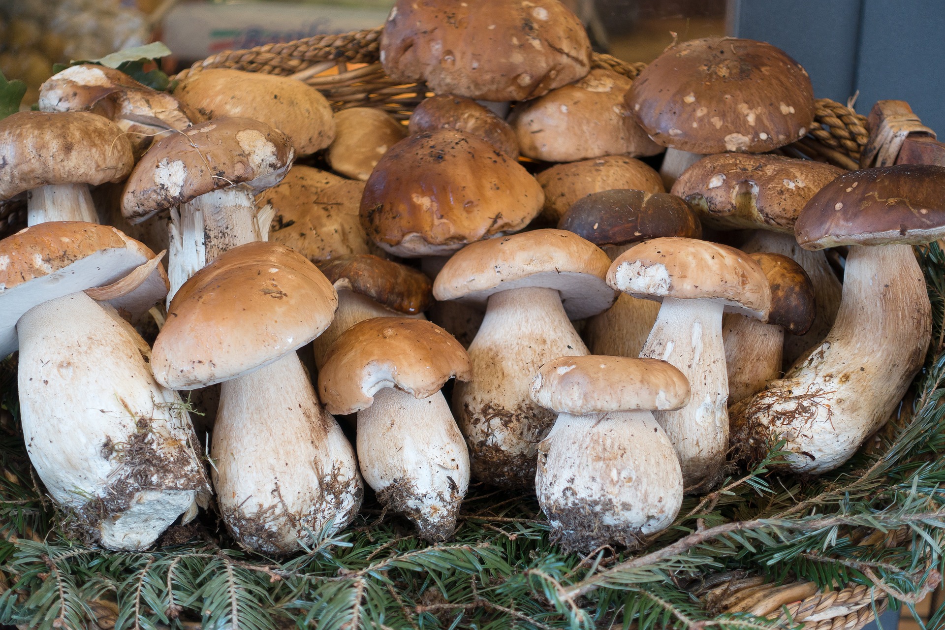 Cèpe ou Bolet de Bordeaux (Niu Gan Jun) Boletus edulis – Zheng Qi